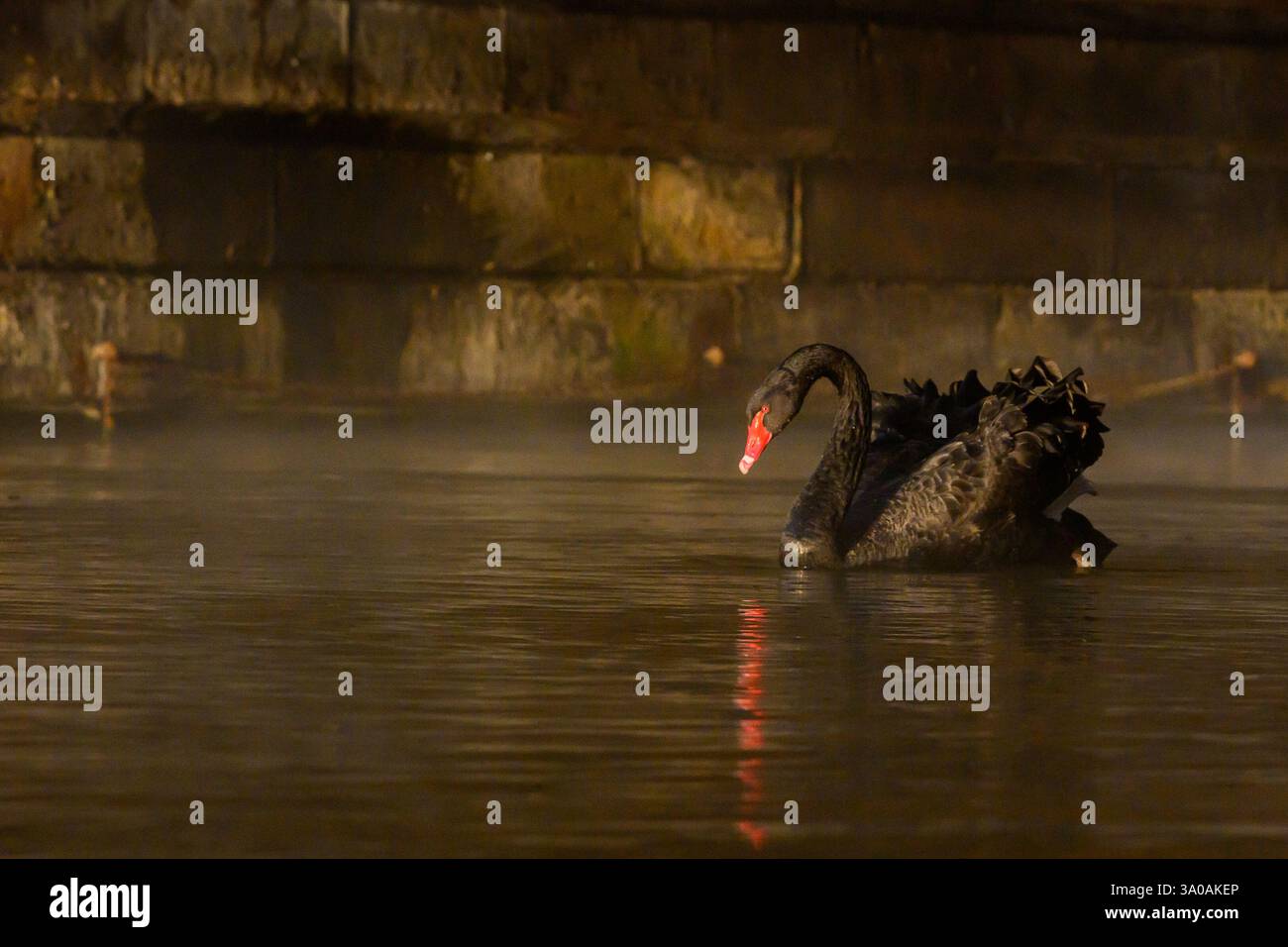 Spring mating season is here as a black swan leads his two females on ...