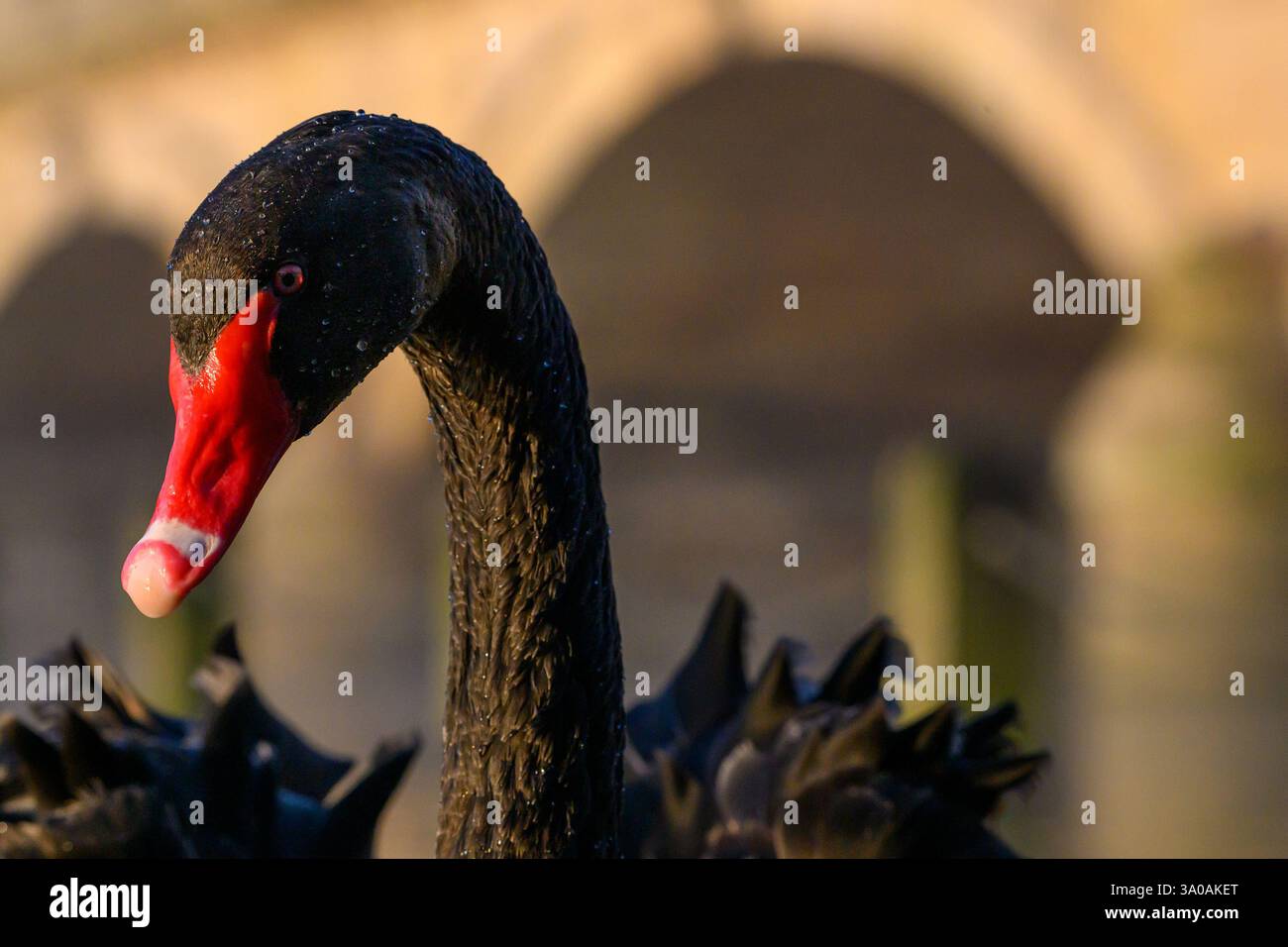Spring mating season is here as a black swan leads his two females on ...