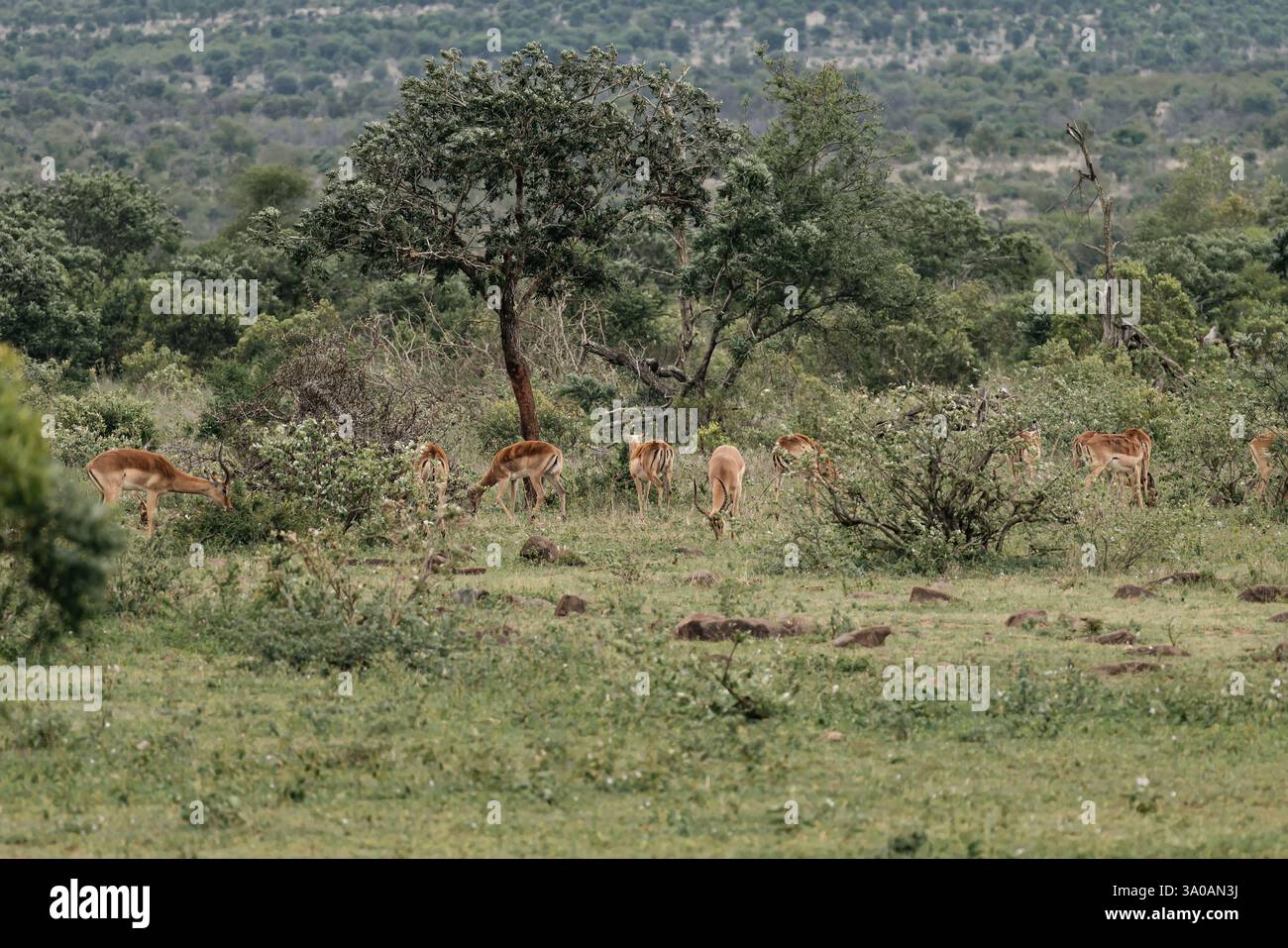 Group of impalas graze in a shrub savannah. Impala, African black ...