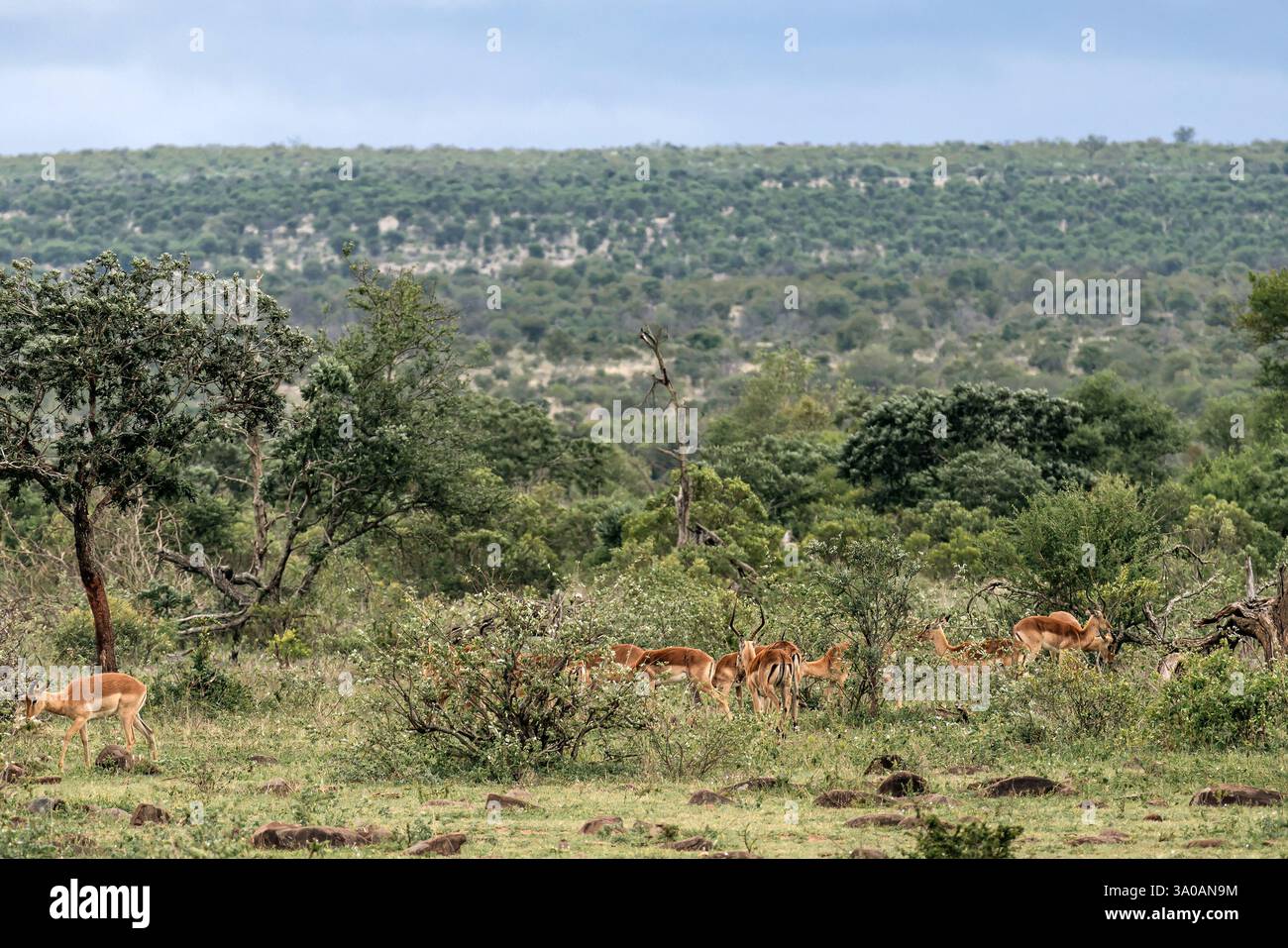 Group of impalas graze in a shrub savannah. Impala, African black ...