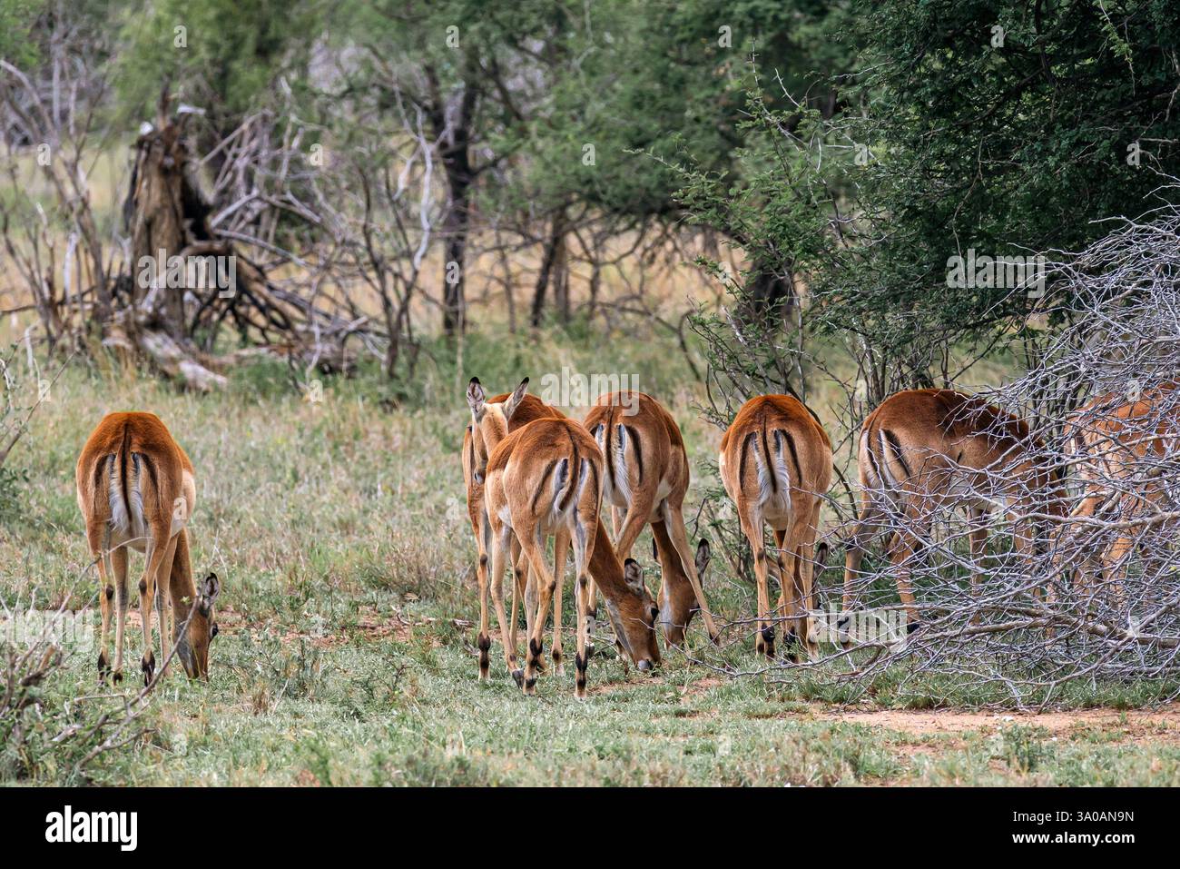 Group of female impalas graze in a shrub savannah. Impala, African ...