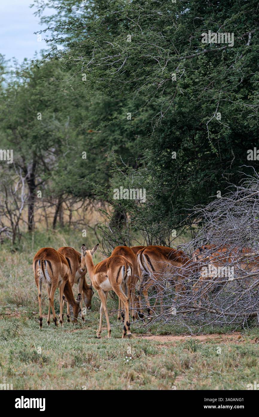 Group of female impalas graze in a shrub savannah. Impala, African ...