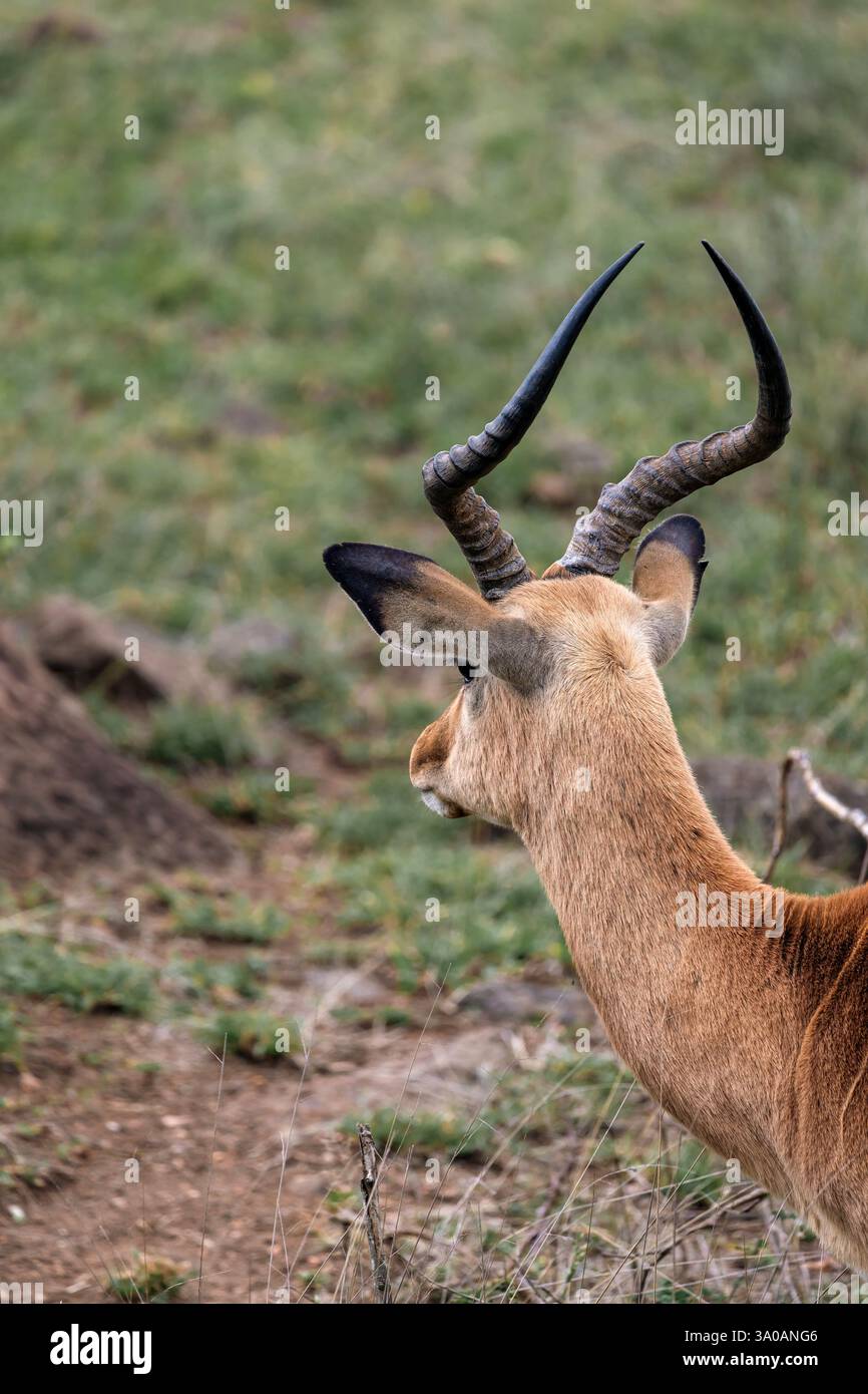 impala lyre horns, African black-footed antelope. Kruger National park ...
