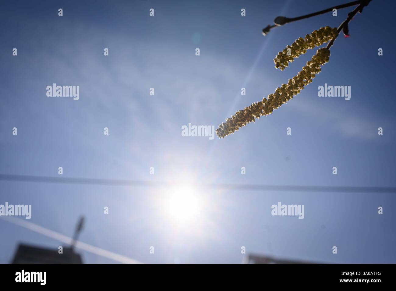 Berlin, Themenbild Haselpollen Pollen des Haselnussstrauch blühen am 03 ...