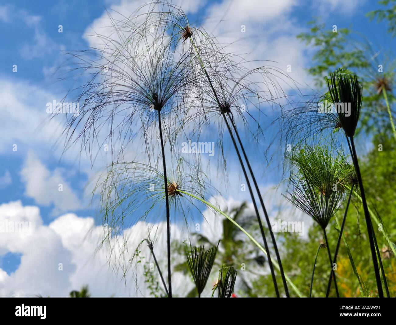 Cyperus papyrus hi-res stock photography and images - Alamy
