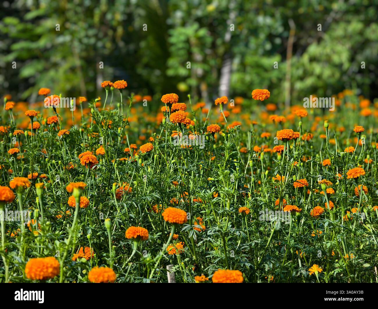 A field of blooming orange marigold flowers in the sunlight Stock Photo ...