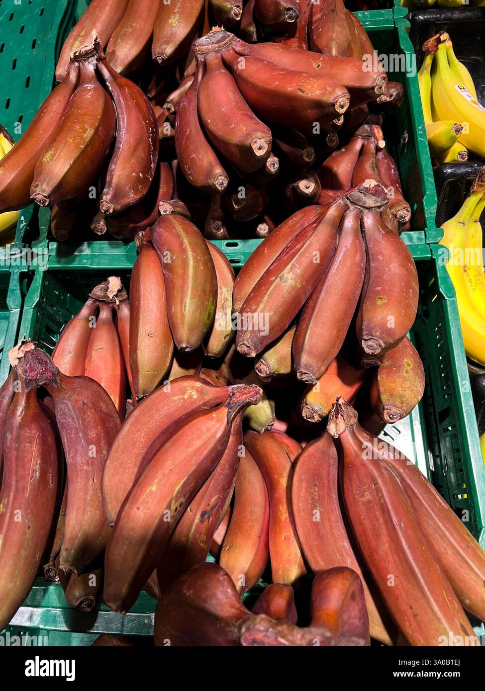 Rote Bananen liegen in der Obstabteilung in einem Auslage Supermarkt in ...