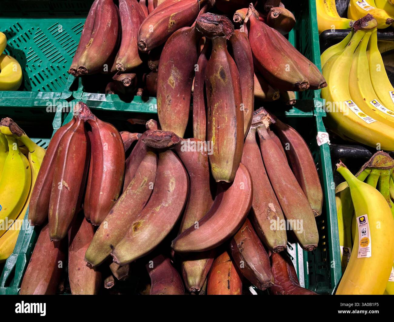 Rote Bananen liegen in der Obstabteilung in einem Auslage Supermarkt in ...