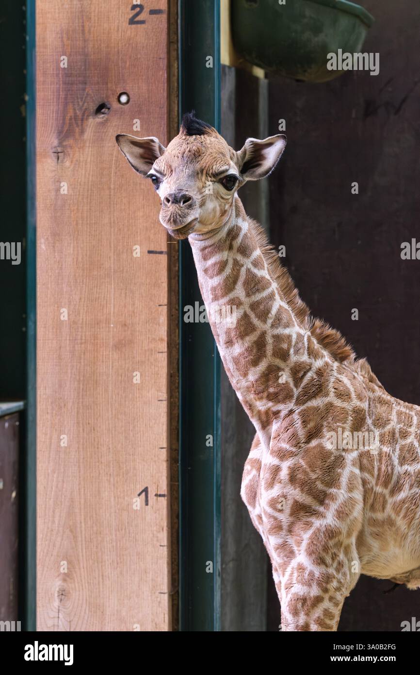 27 February 2025, Mecklenburg-Western Pomerania, Schwerin: The small ...