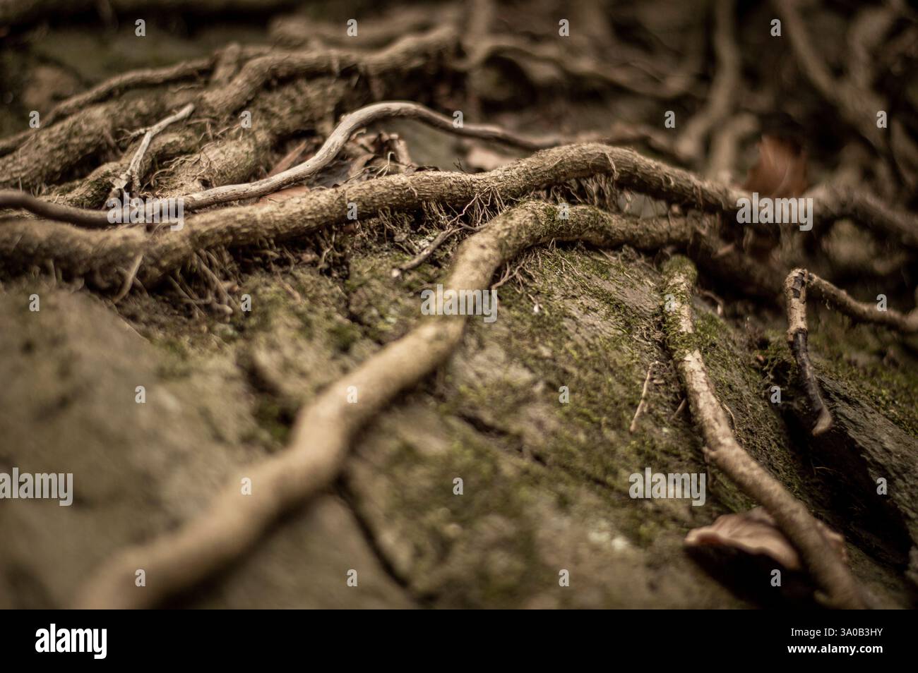 roots growing on stone Stock Photo - Alamy