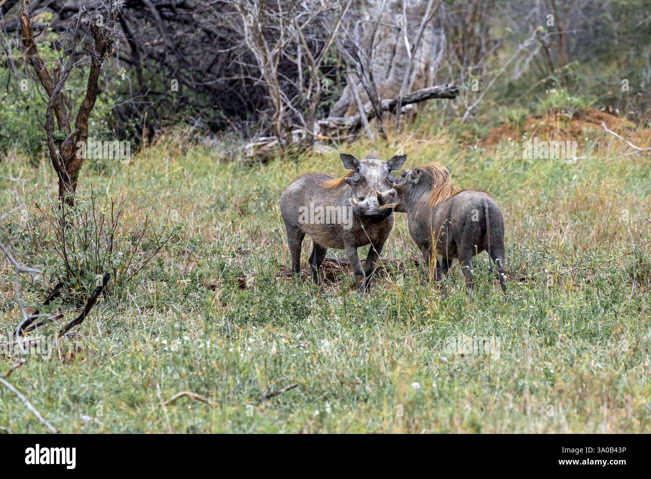 Two funny common warthogs in natural habitat. Wildlife animal, safari ...