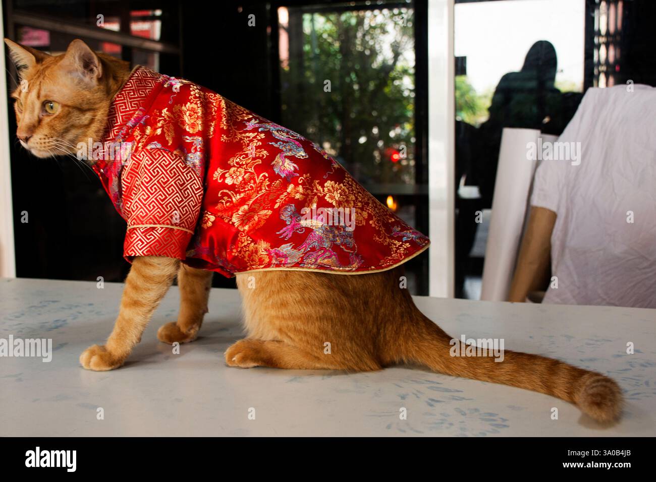 Thai domestic ginger young cats wearing Changshan Traditional Chinese ...
