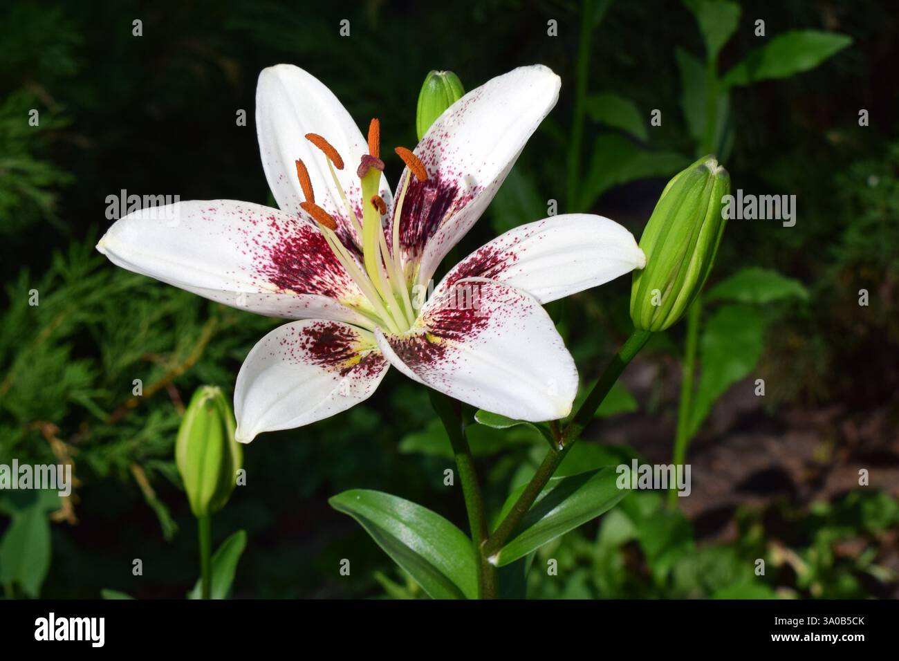 A close-up view of a blooming white lily with dark red speckles on its ...