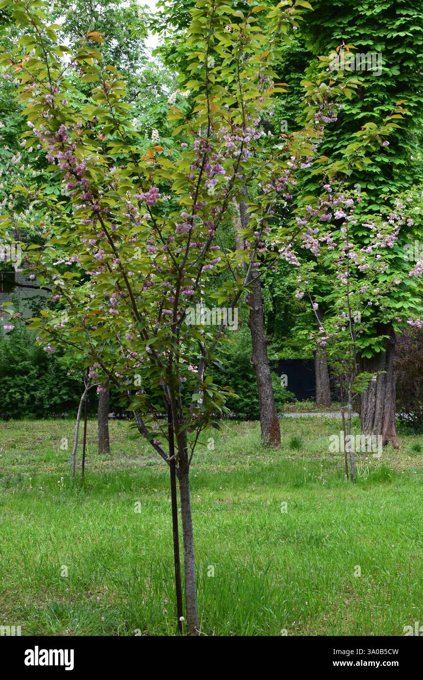 A natural landscape with trees in bloom. Young trees with pink flowers ...