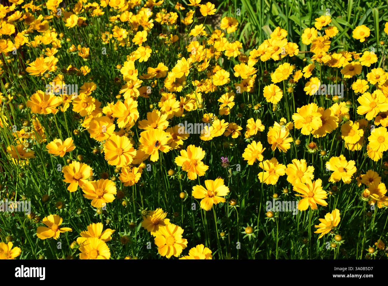 Delicate arrangement of elongated leaves hi-res stock photography and ...