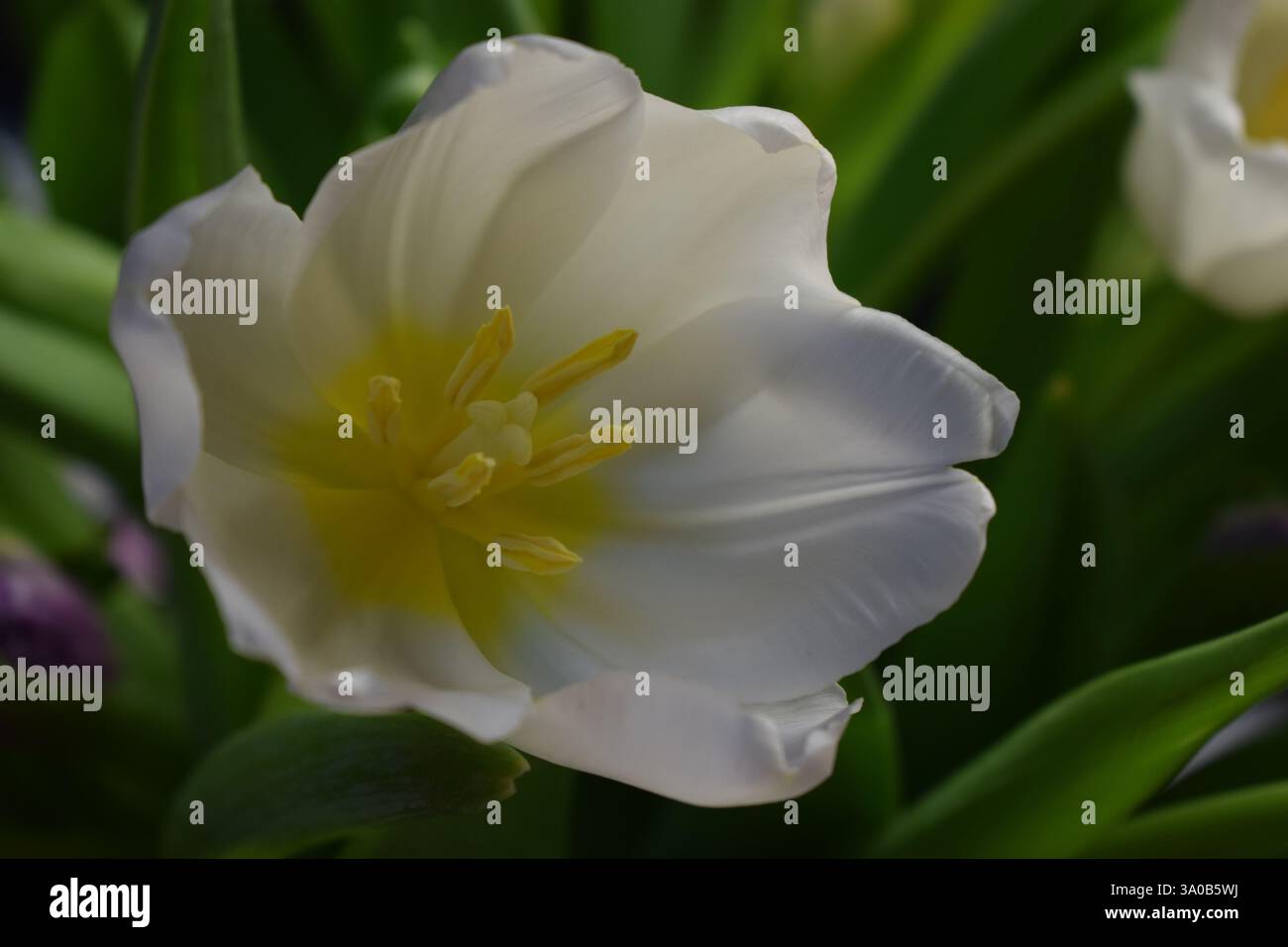 White tulip. Its elegant shape and delicate color create an atmosphere ...