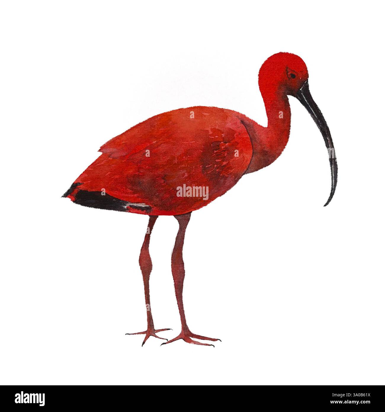 Watercolor ibis on a white background Stock Photo - Alamy