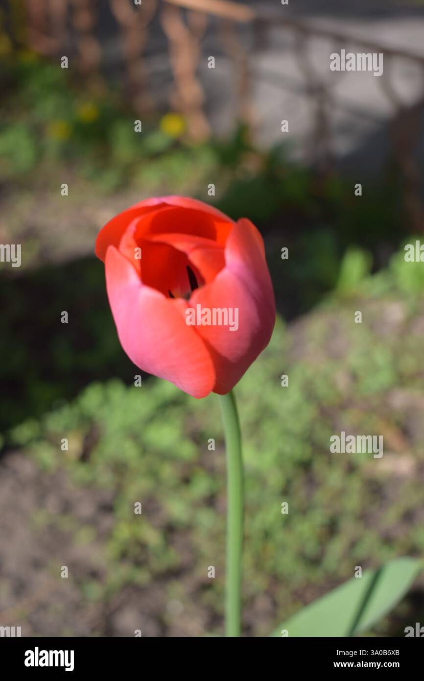A red tulip flower, standing out against an out-of-focus garden ...