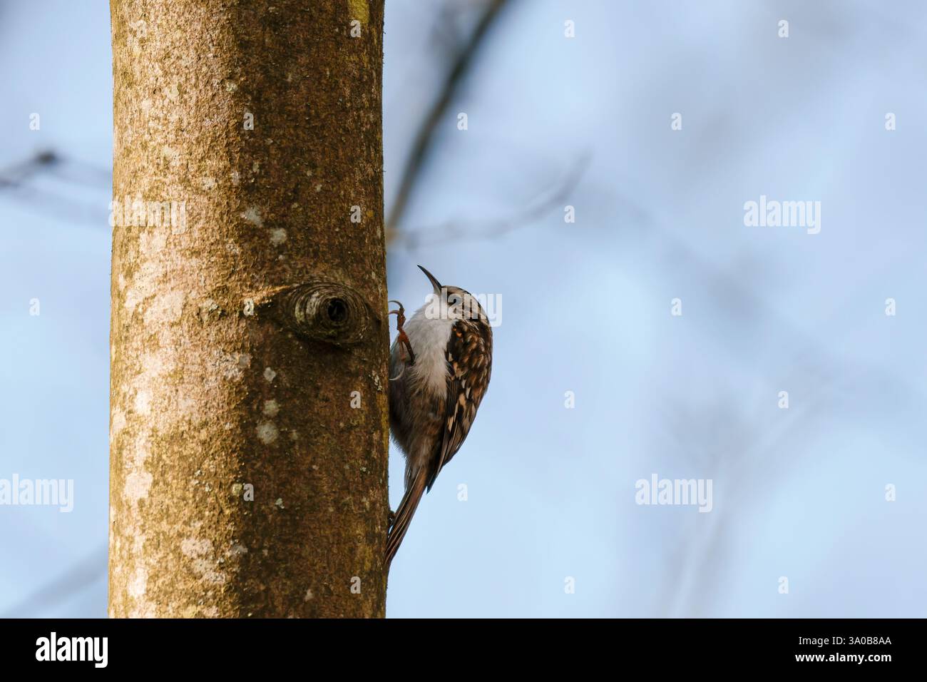 Thin downcurved bill hi-res stock photography and images - Alamy