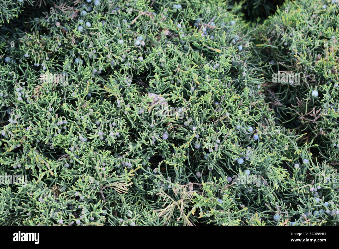 A dense cluster of evergreen shrubs with needle-like leaves. Scattered ...