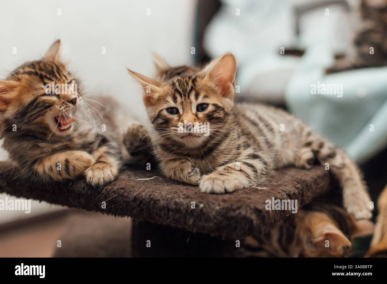 Two young cute bengal kittens laying on a soft cat's shelf of a cat's ...