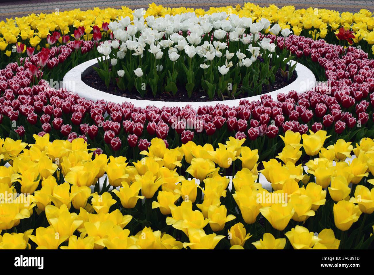 An arrangement of tulips in concentric circles. In the center circle ...