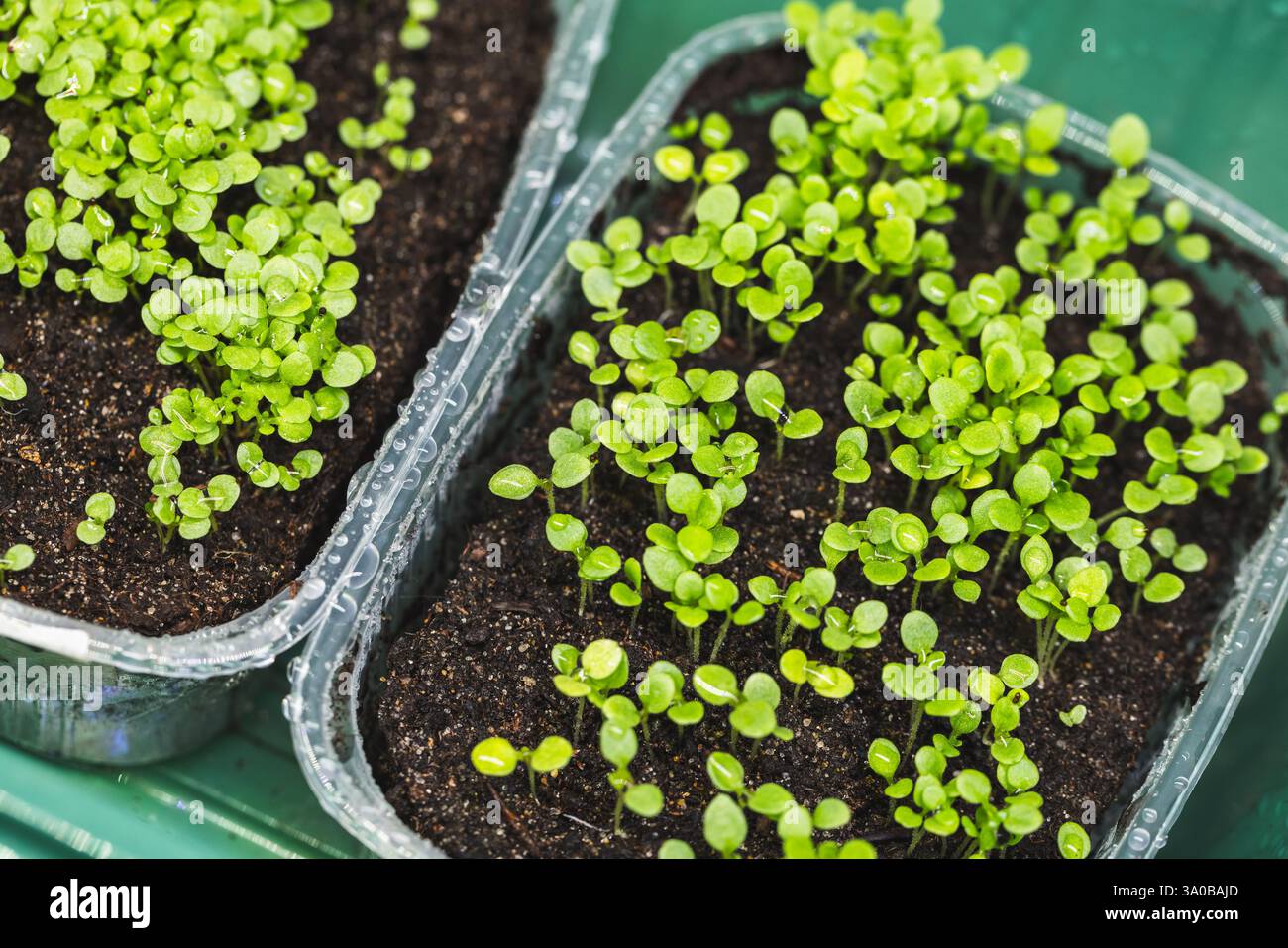 As the natural conditio hi-res stock photography and images - Alamy