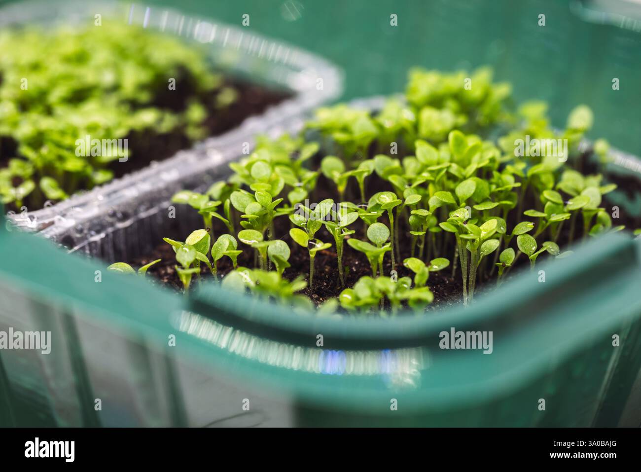 Green seedlings thriving in soil-filled plastic pots placed indoors ...