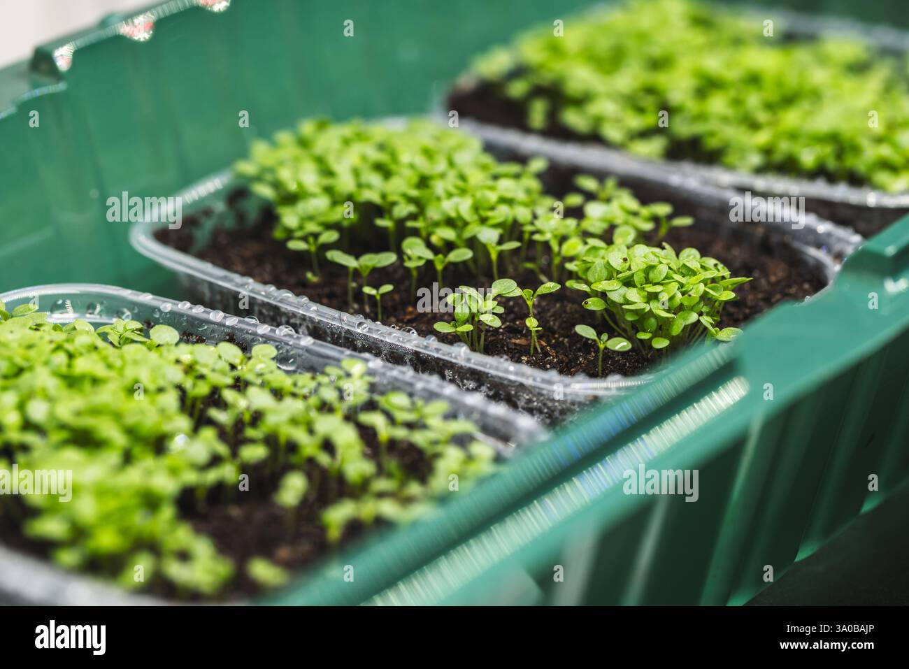 Green seedlings thriving in soil-filled plastic trays placed indoors ...