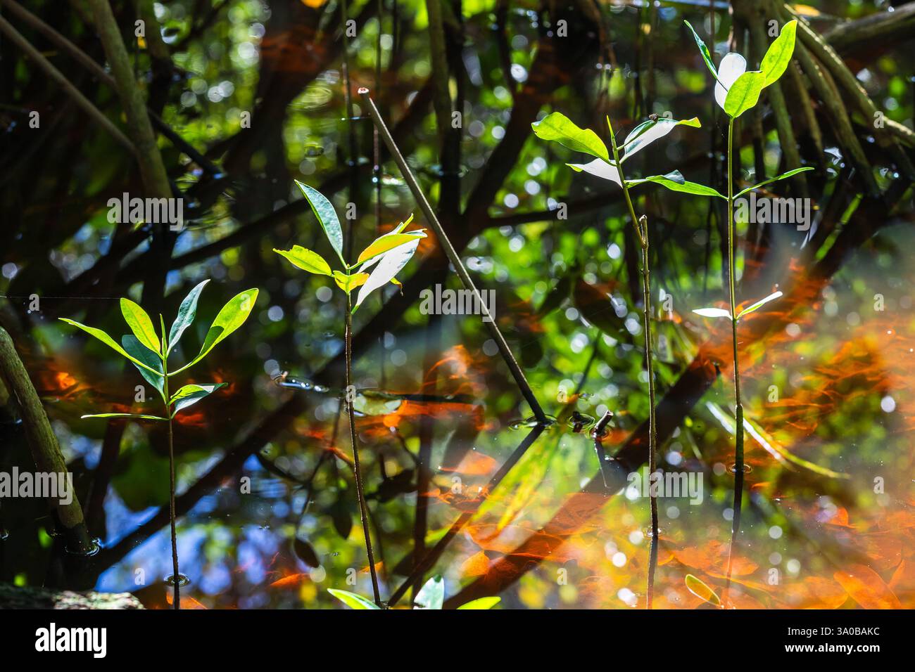Sunlight illuminating trees in tropical hi-res stock photography and images - Alamy