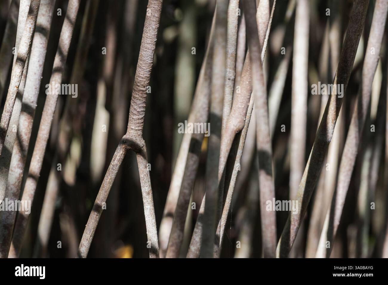 A detailed view of mangrove tree roots illuminated by the sunlight ...