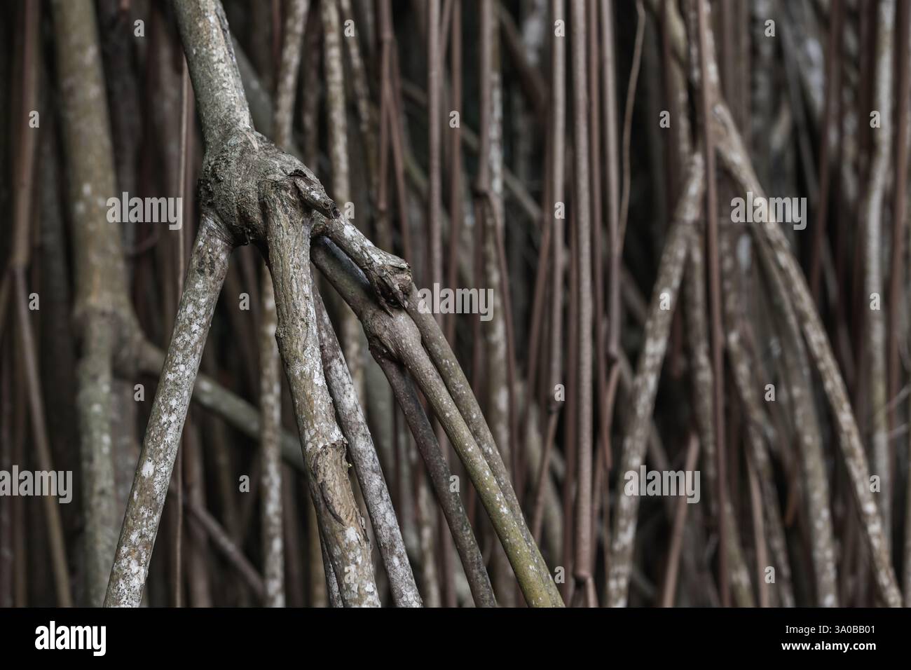 A detailed view of mangrove tree roots intertwined, showcasing natural ...