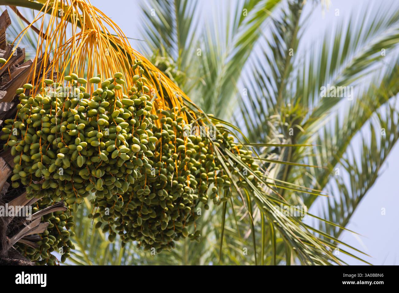 Date palm fruit stems hi-res stock photography and images - Alamy