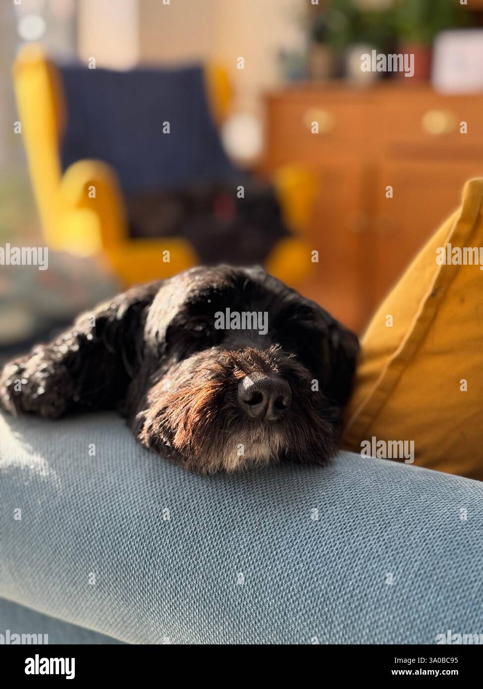 Black cockapoo sleeping with it's head resting on the arm of a blue ...