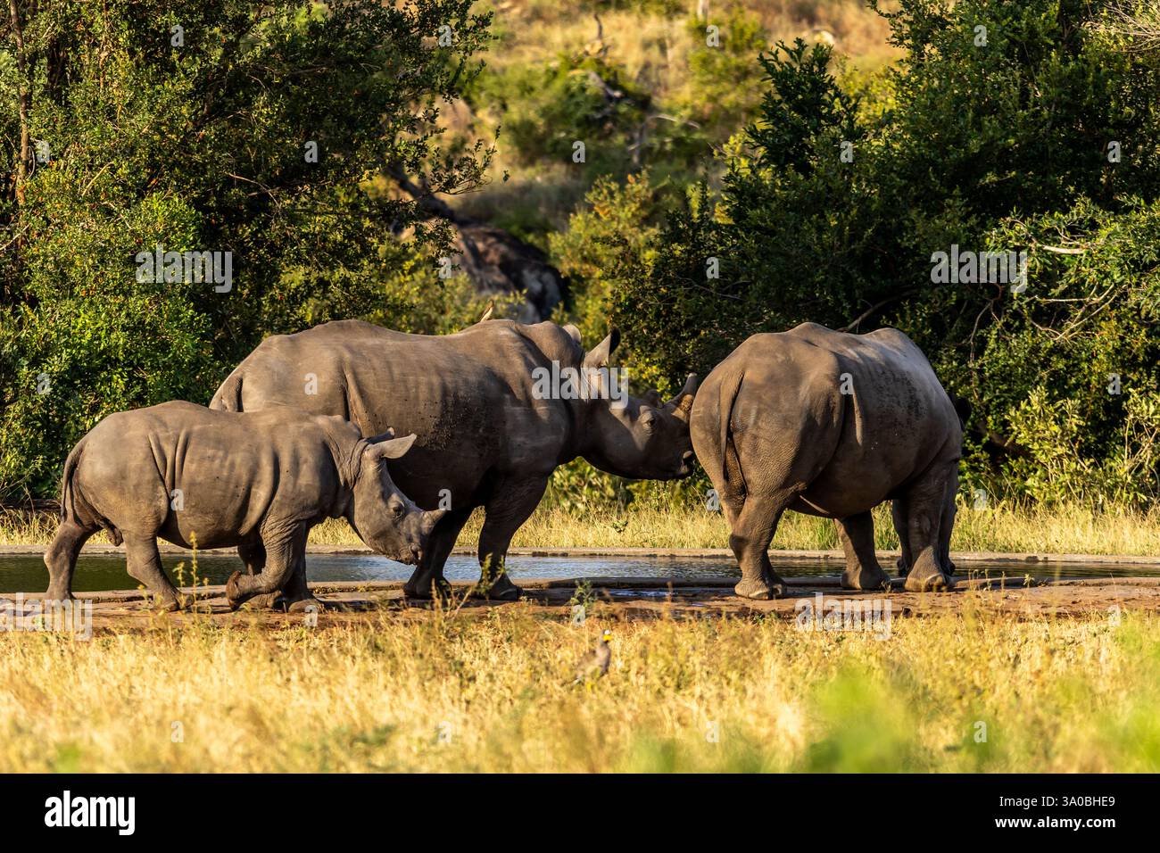 Three southern white rhinoceroses at a water hole in the lush green ...