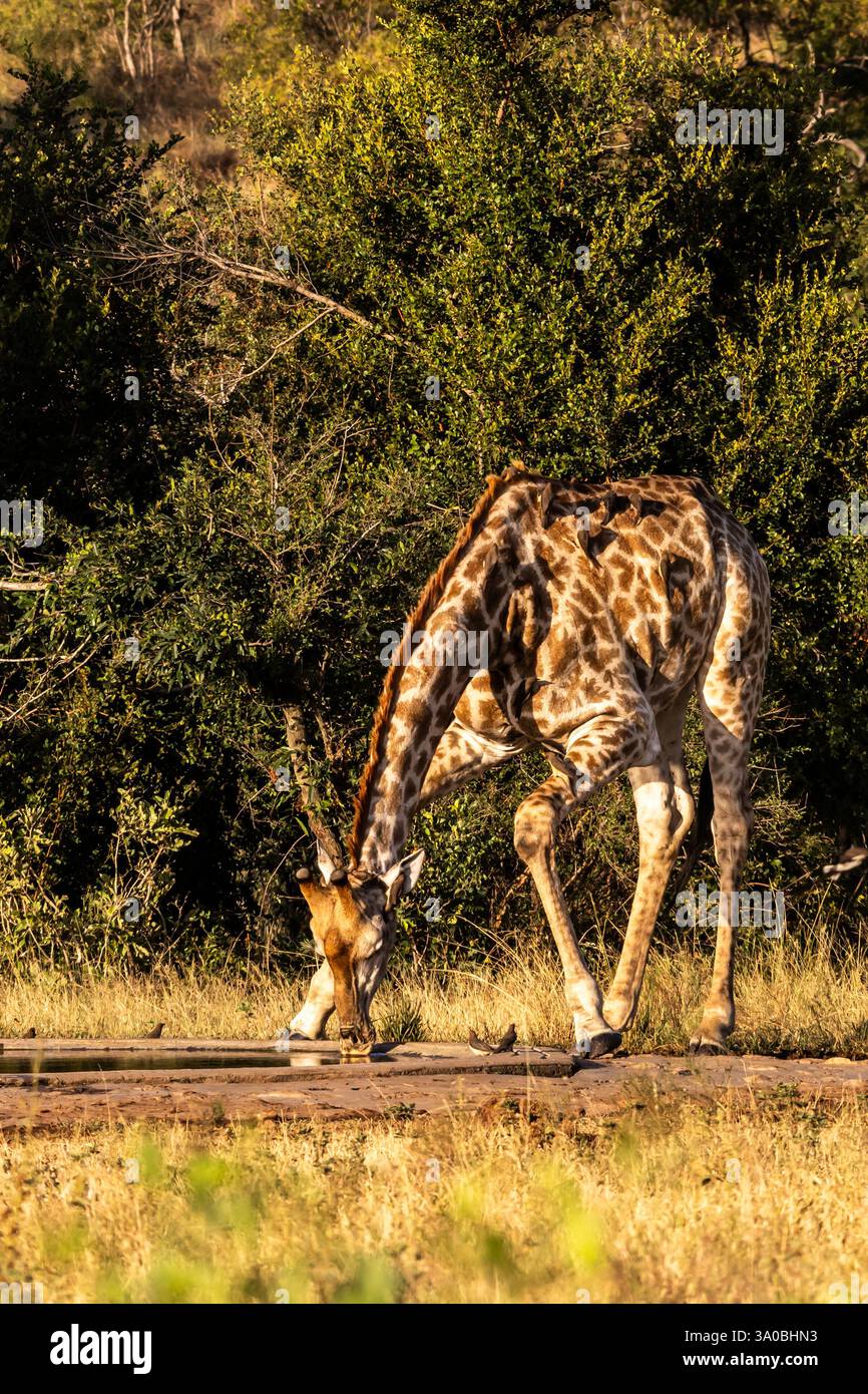 Giraffe drinking from small watering hi-res stock photography and ...