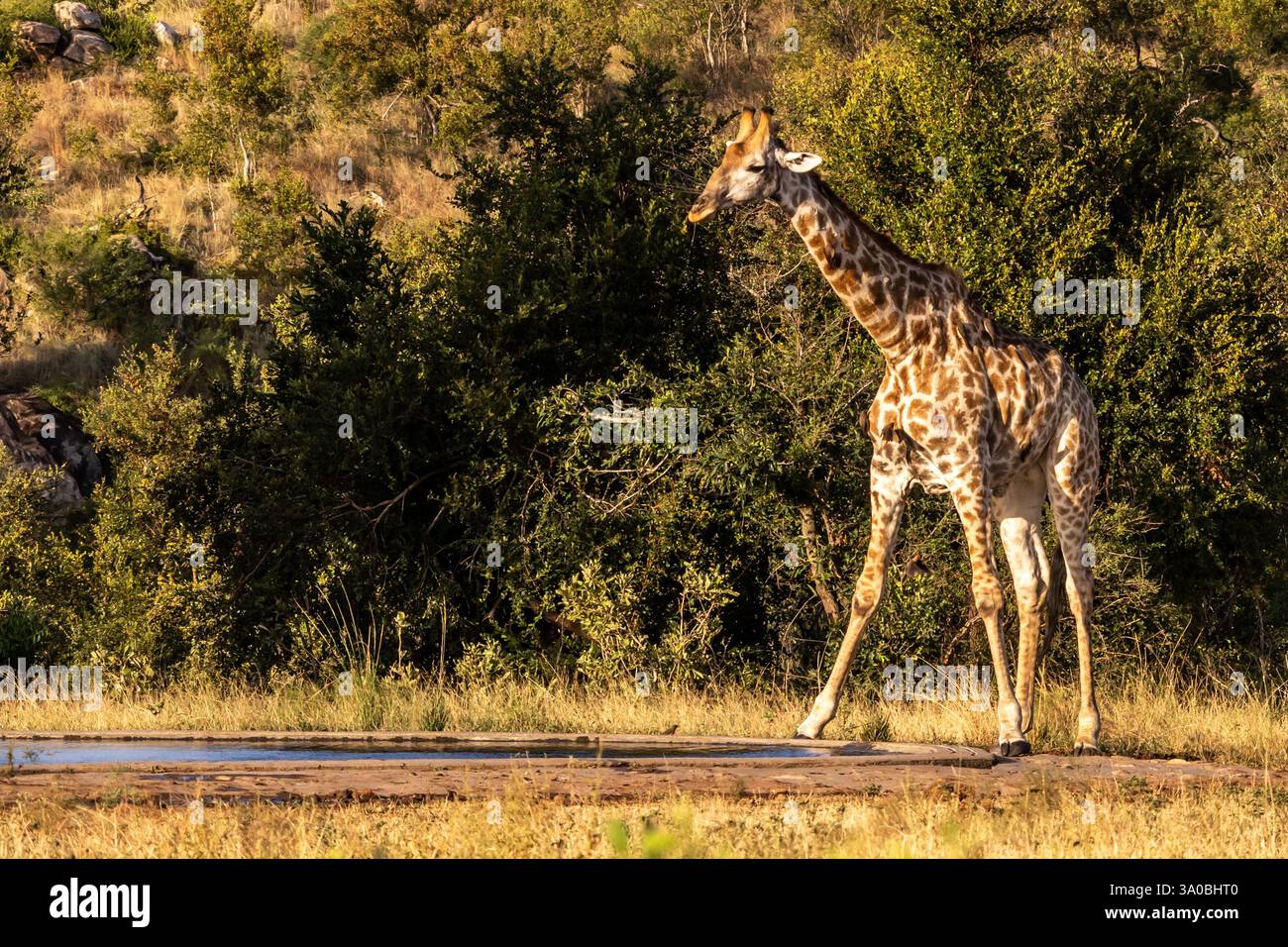 A southern Giraffe (Giraffa Camelopardalis) With lengths of up to 5.7m ...
