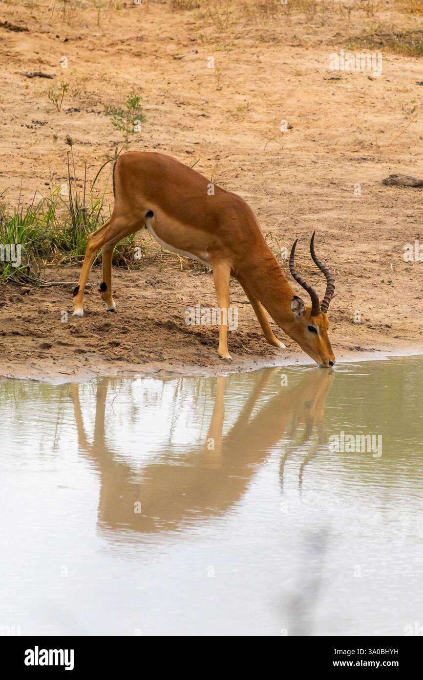An Impala ram drinking water in calm water pool forming a perfect ...