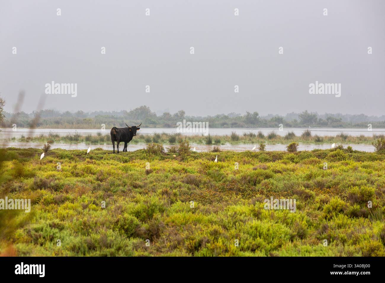 Lonely Camargue bull at the edge of a body of water Stock Photo - Alamy