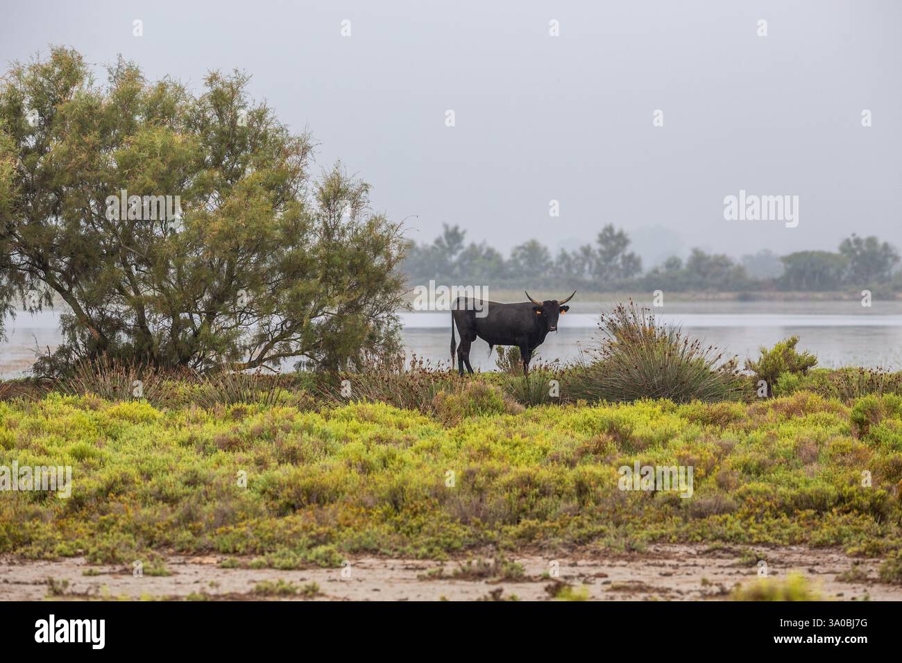 Lonely Camargue bull at the edge of a body of water Stock Photo - Alamy