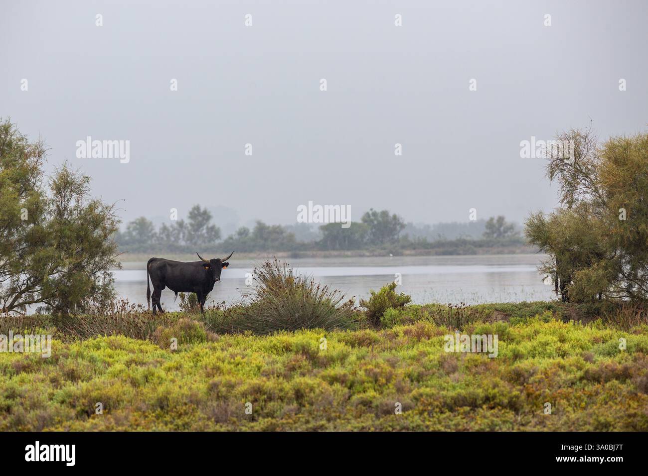Lonely Camargue bull at the edge of a body of water Stock Photo - Alamy