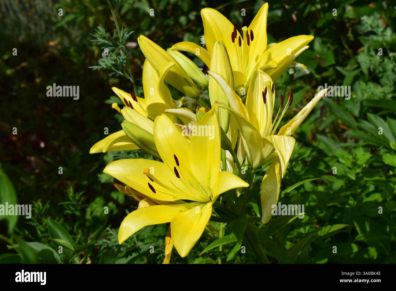 A cluster of vibrant yellow lilies in full bloom, surrounded by lush ...