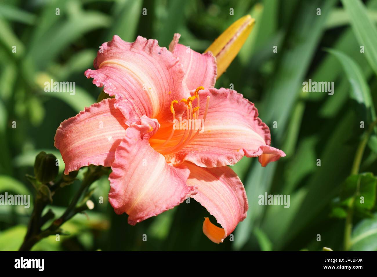 A close-up of a blooming pink daylily flower with yellow stamens. The ...
