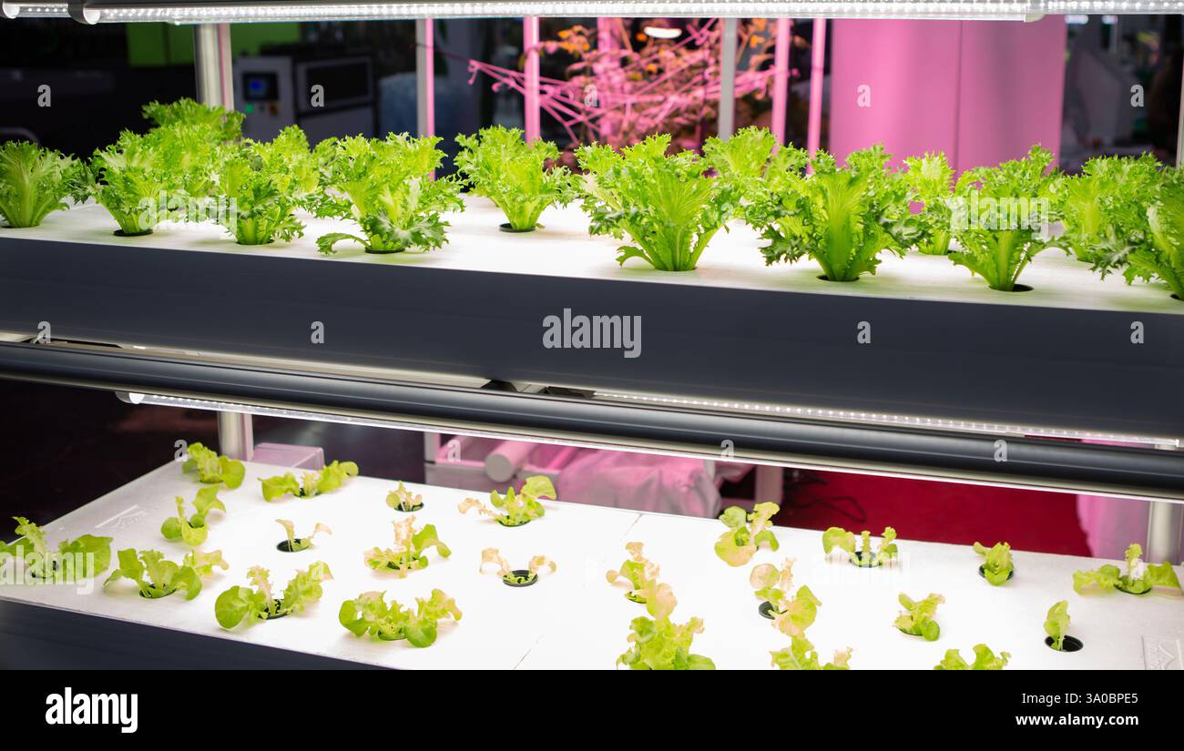 Organic vegetable in indoor aquaponic or hydroponic vertical farming ...