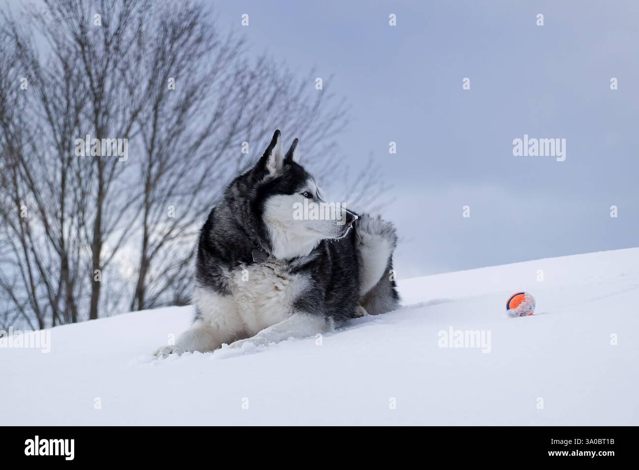 Siberian Husky and his favorite Ball in Snow Stock Photo - Alamy