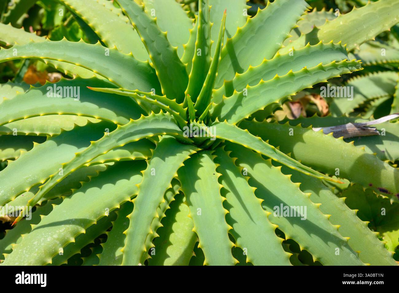 The aloe vera plant. Natural background Stock Photo - Alamy