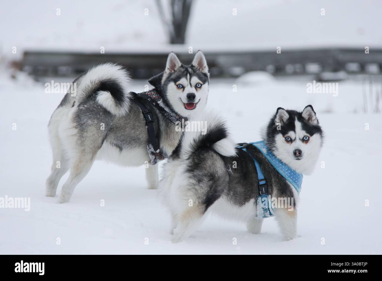 Two Alaskan Klee Kai Playing in the Snow Stock Photo - Alamy