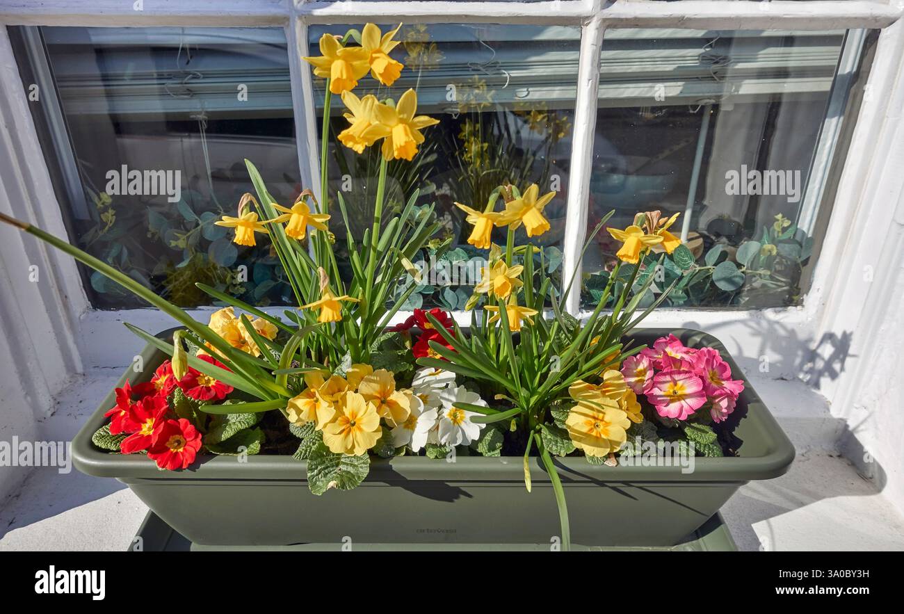 Window box of colourful flowers. English home, England, UK Stock Photo ...
