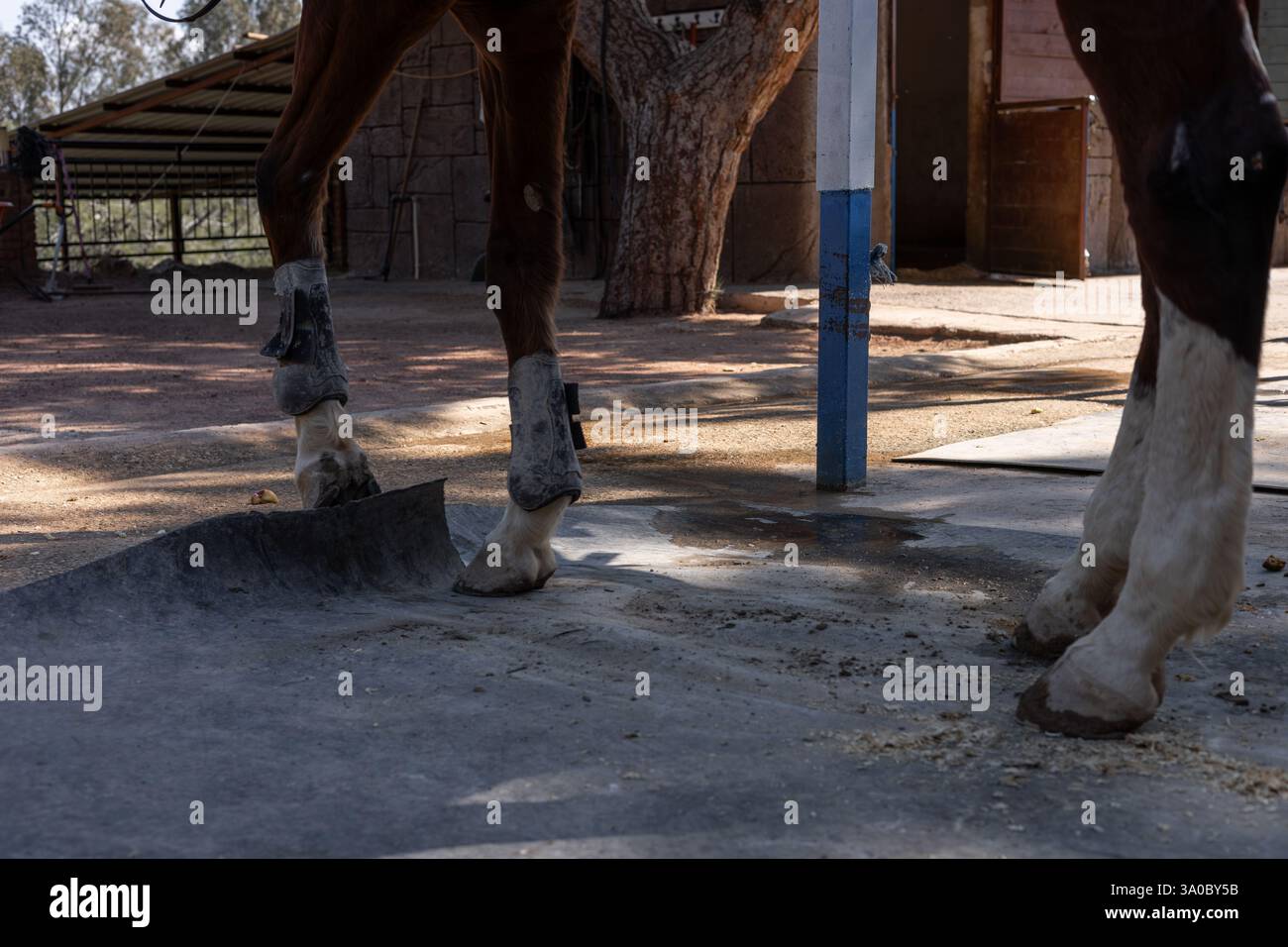 A horse stands still on a stable floor, wearing protective gear on its ...