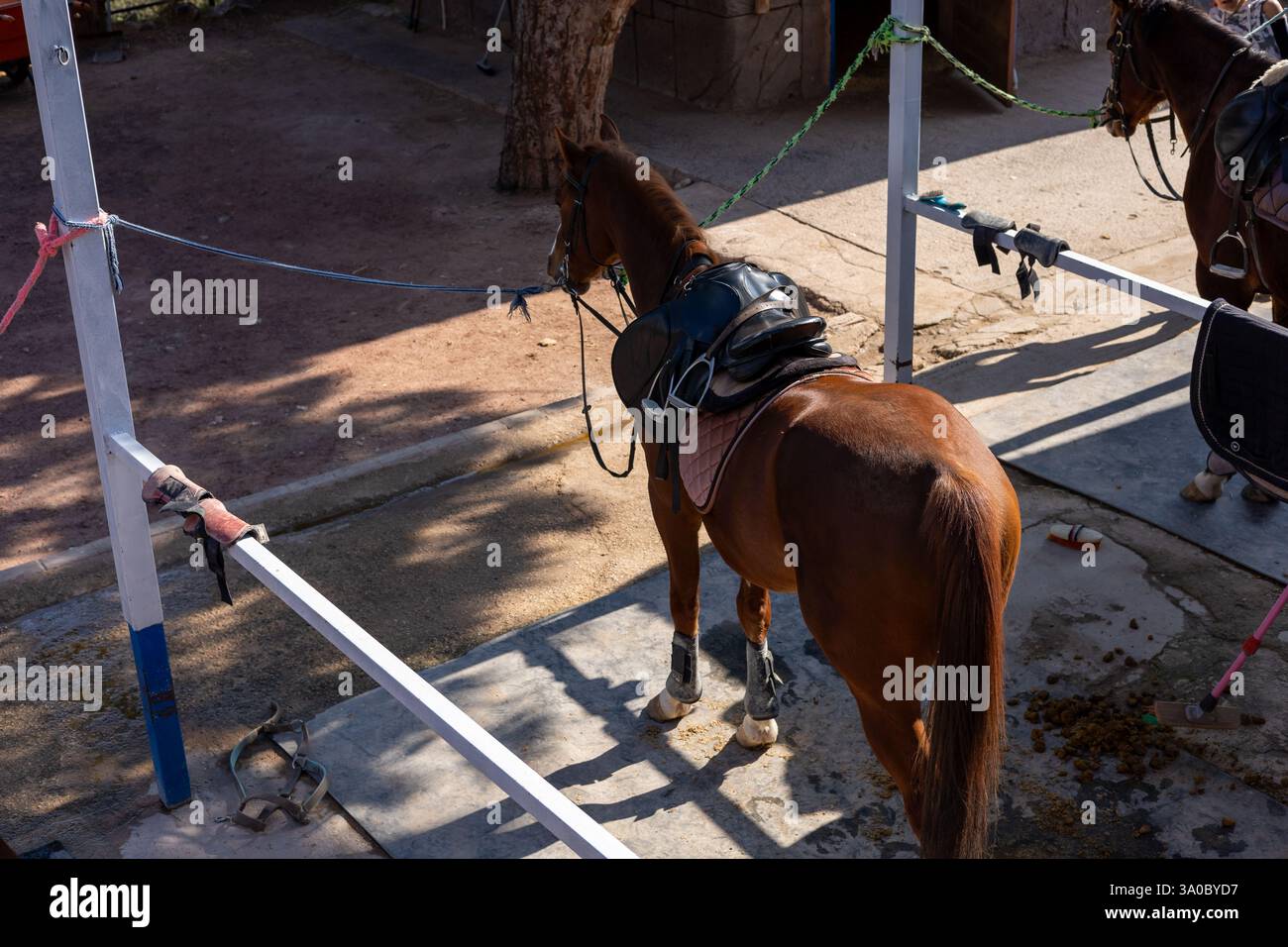 A brown domestic horse equipped with a saddle stands in a stable area ...